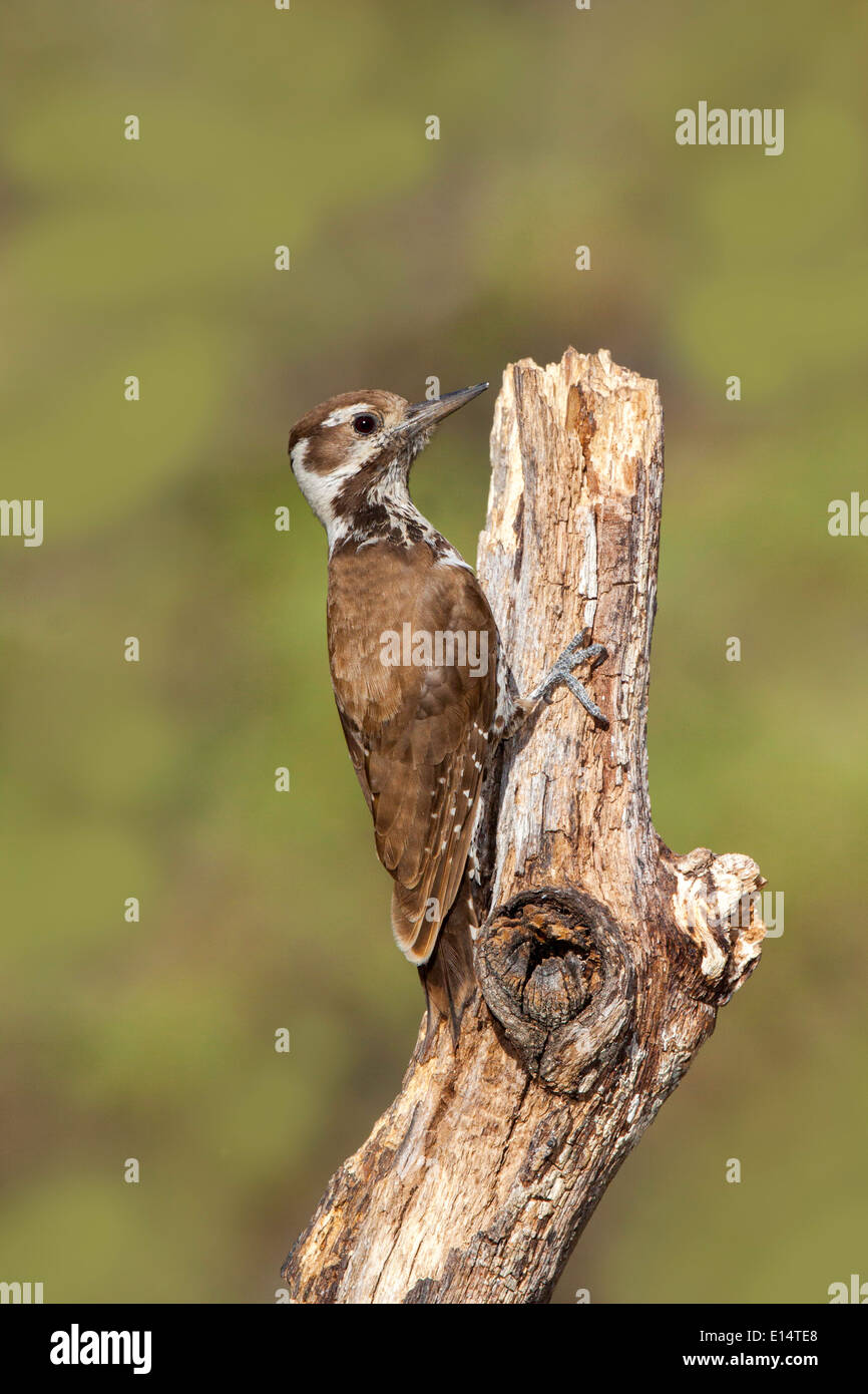 Arizona Woodpecker Picoides arizonae Madera Canyon, Santa Cruz County ...