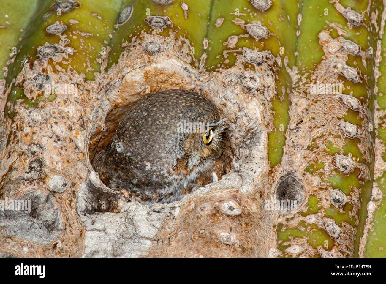 Elf Owl Micrathene whitneyi Tucson, Pima County, Arizona, United States ...