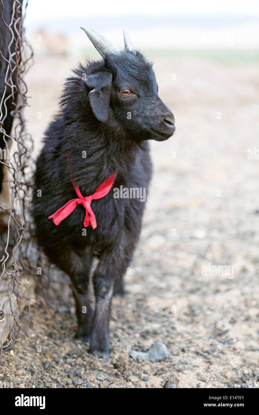 Young goatlings hi-res stock photography and images - Alamy