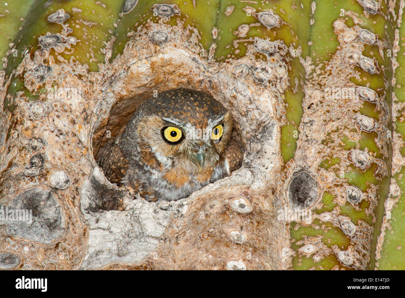 Elf owl micrathene whitneyi perched hi-res stock photography and images ...