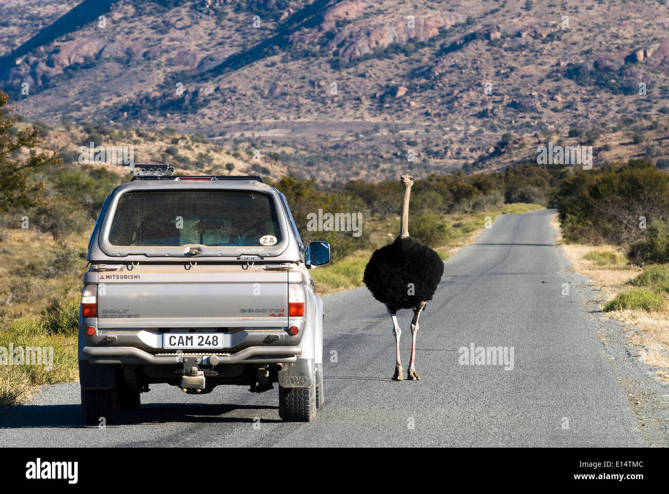 Ostrich or Common Ostrich (Struthio camelus) on a street next to a car ...