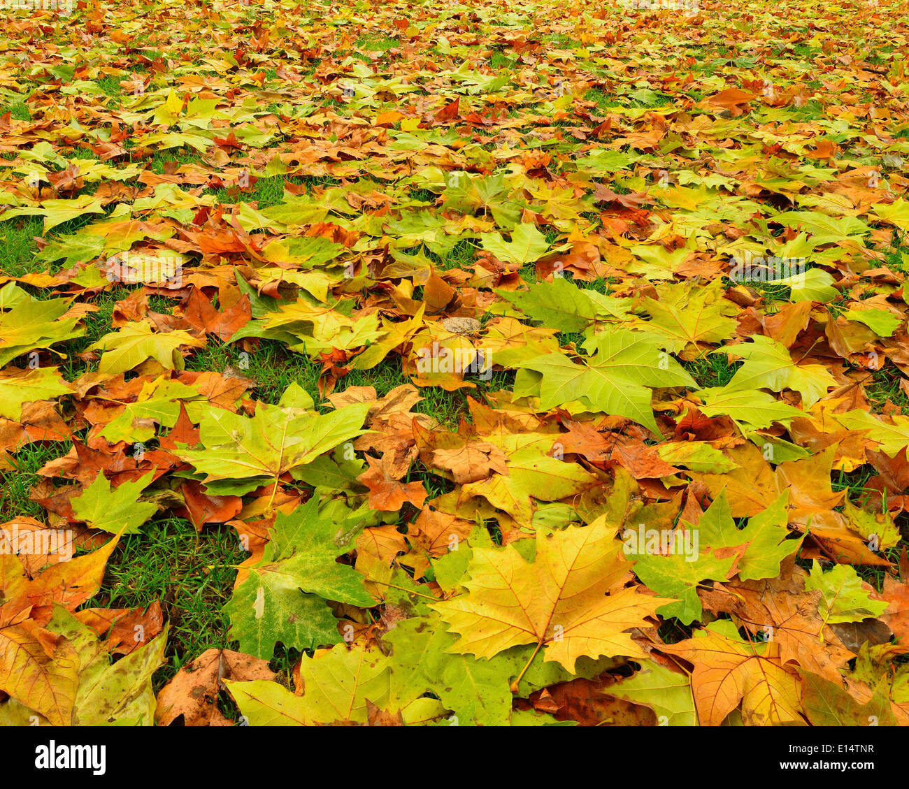 Acer sp leaves autumn hi-res stock photography and images - Alamy