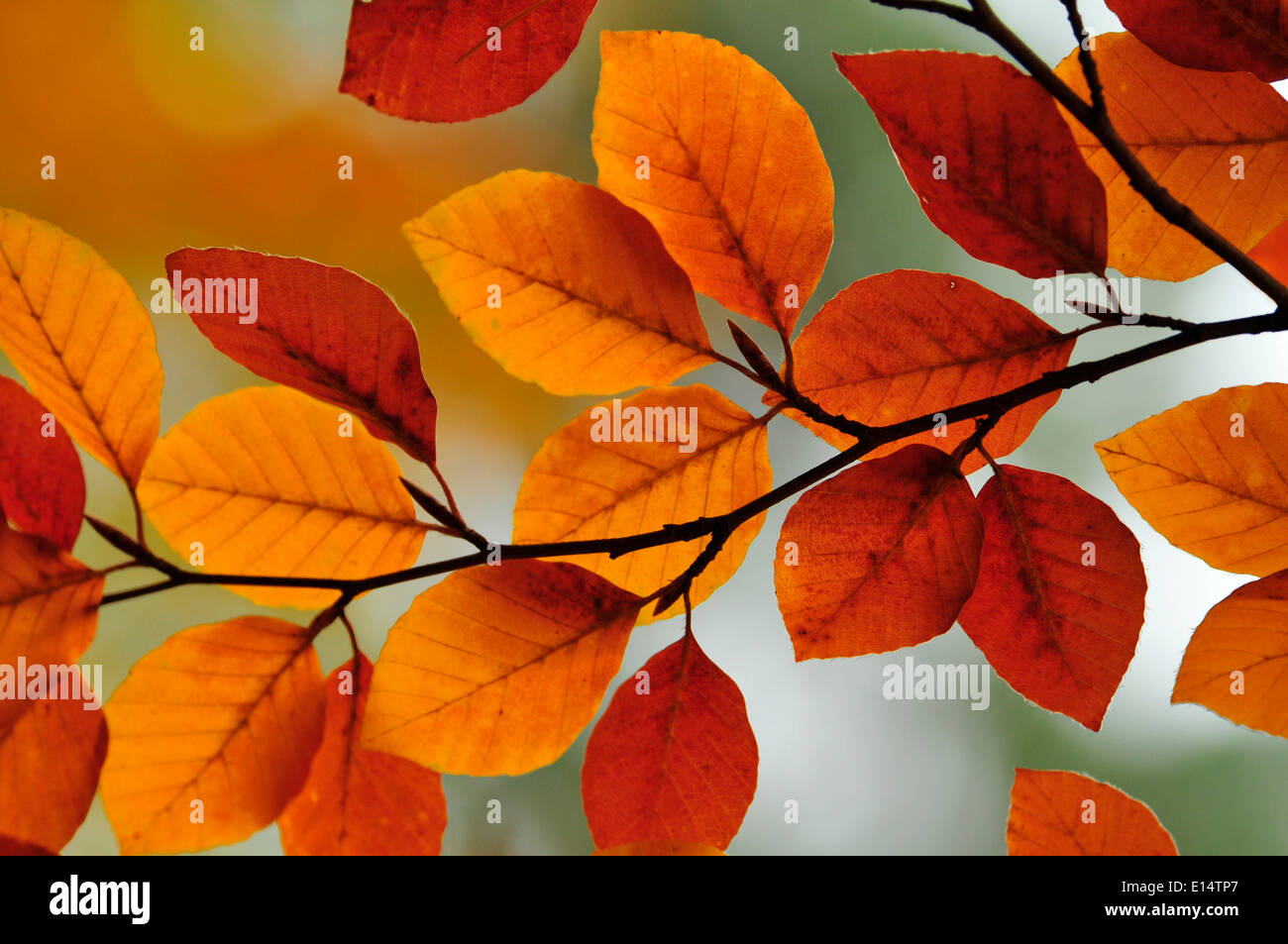 Leaves of red beeches hi-res stock photography and images - Alamy