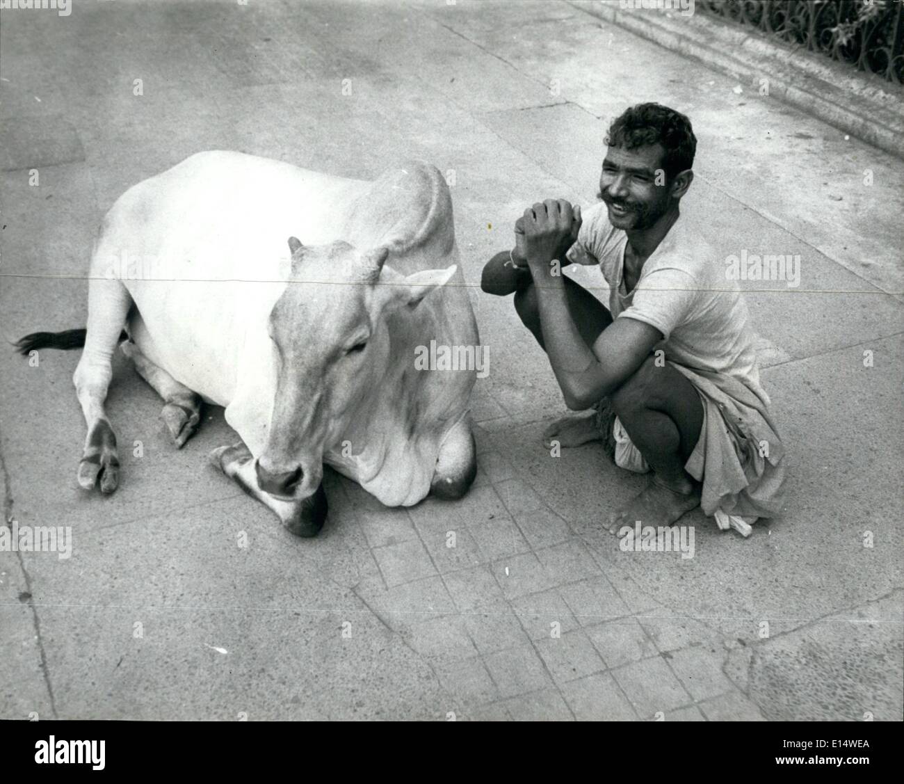 Apr. 18, 2012 - Calcutta'' Bongali and a cow. Sacred beasts are often ...