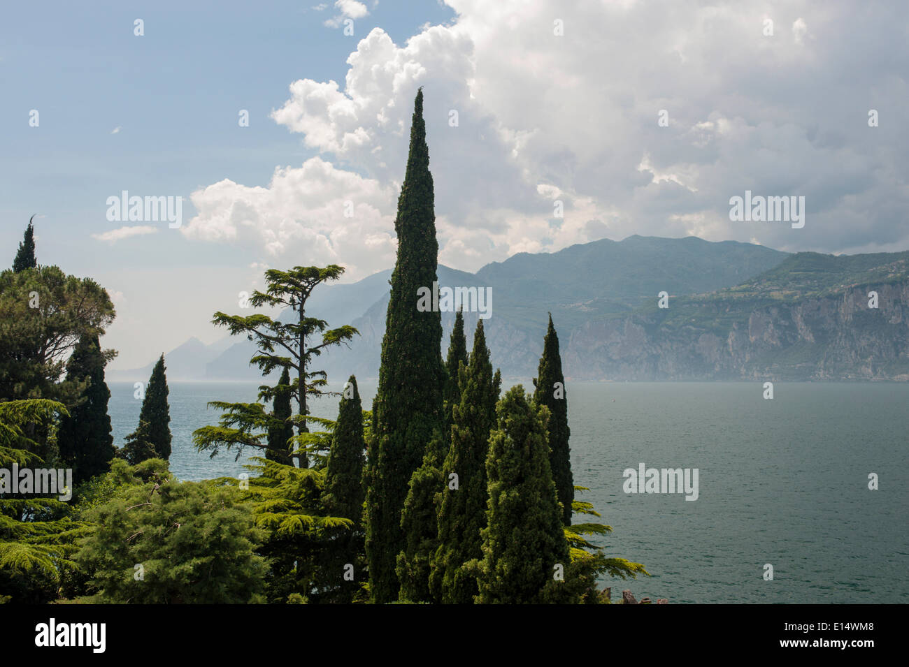 Mediterranean trees hi-res stock photography and images - Alamy