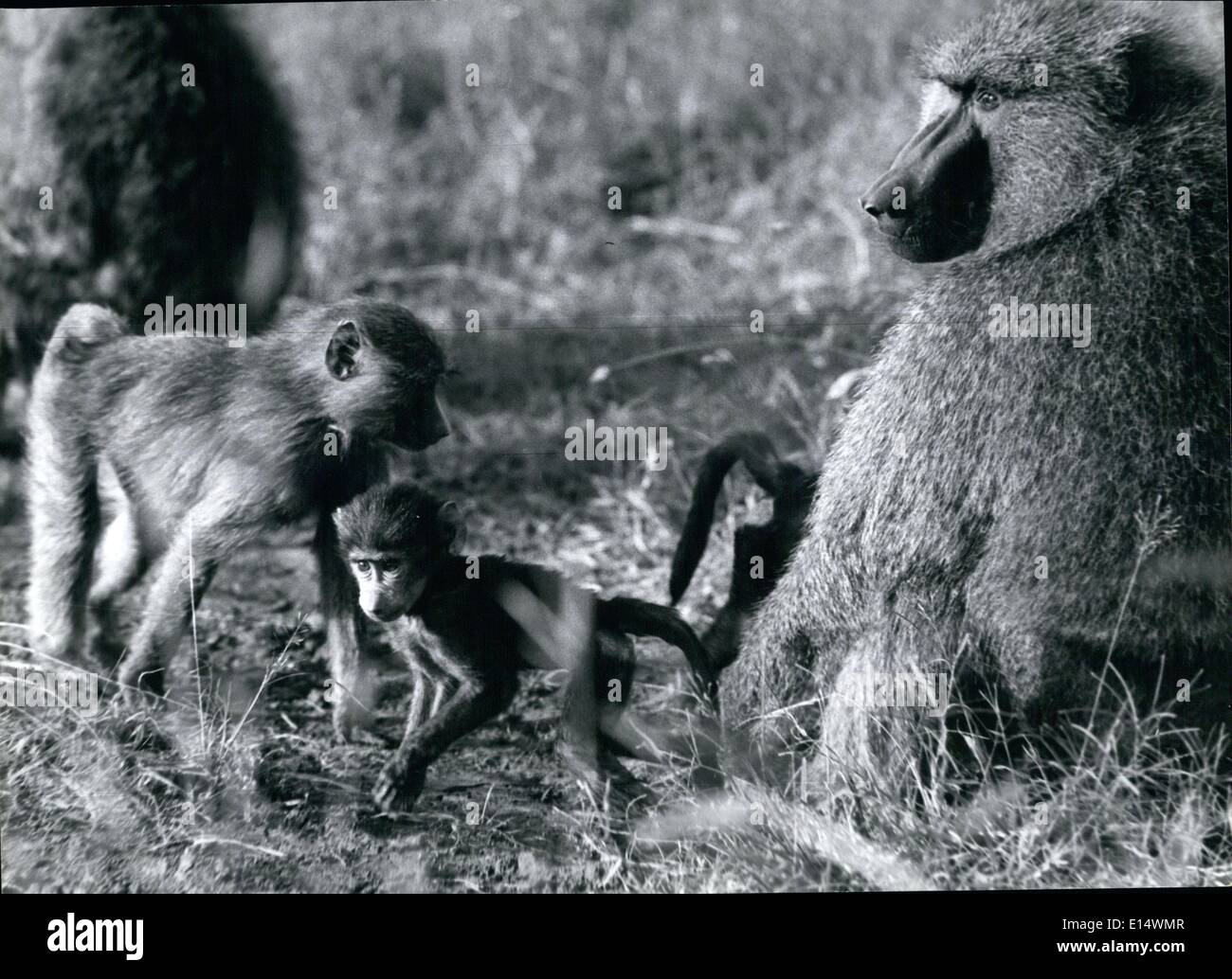 2012 the baboons hi-res stock photography and images - Alamy