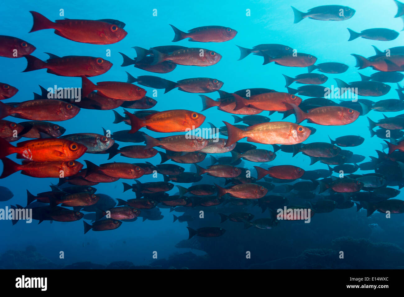 School of Lunar-tailed Bigeye or Moontail Bullseye (Priacanthus hamrur ...