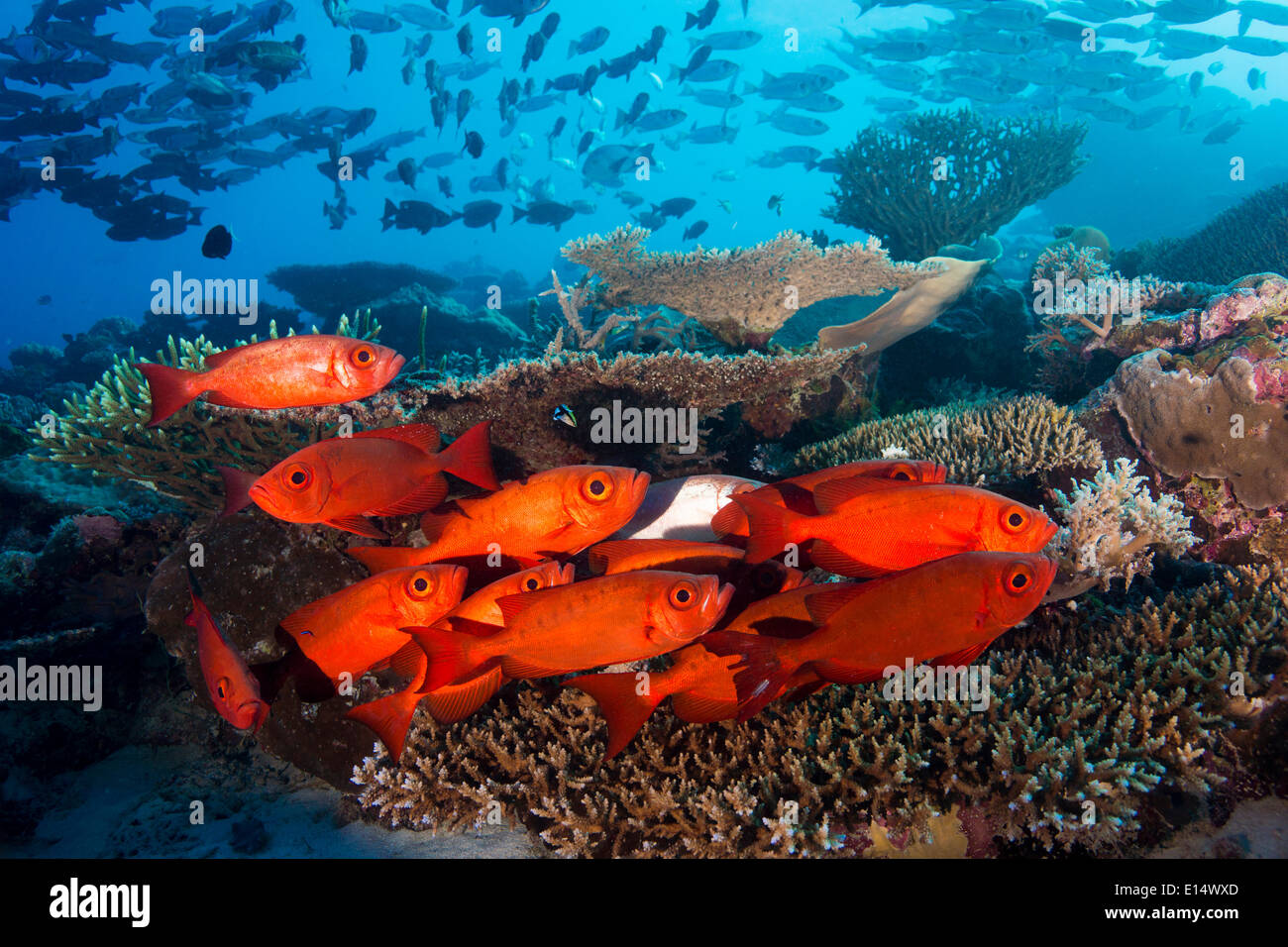 School of Lunar-tailed Bigeye or Moontail Bullseye (Priacanthus hamrur ...