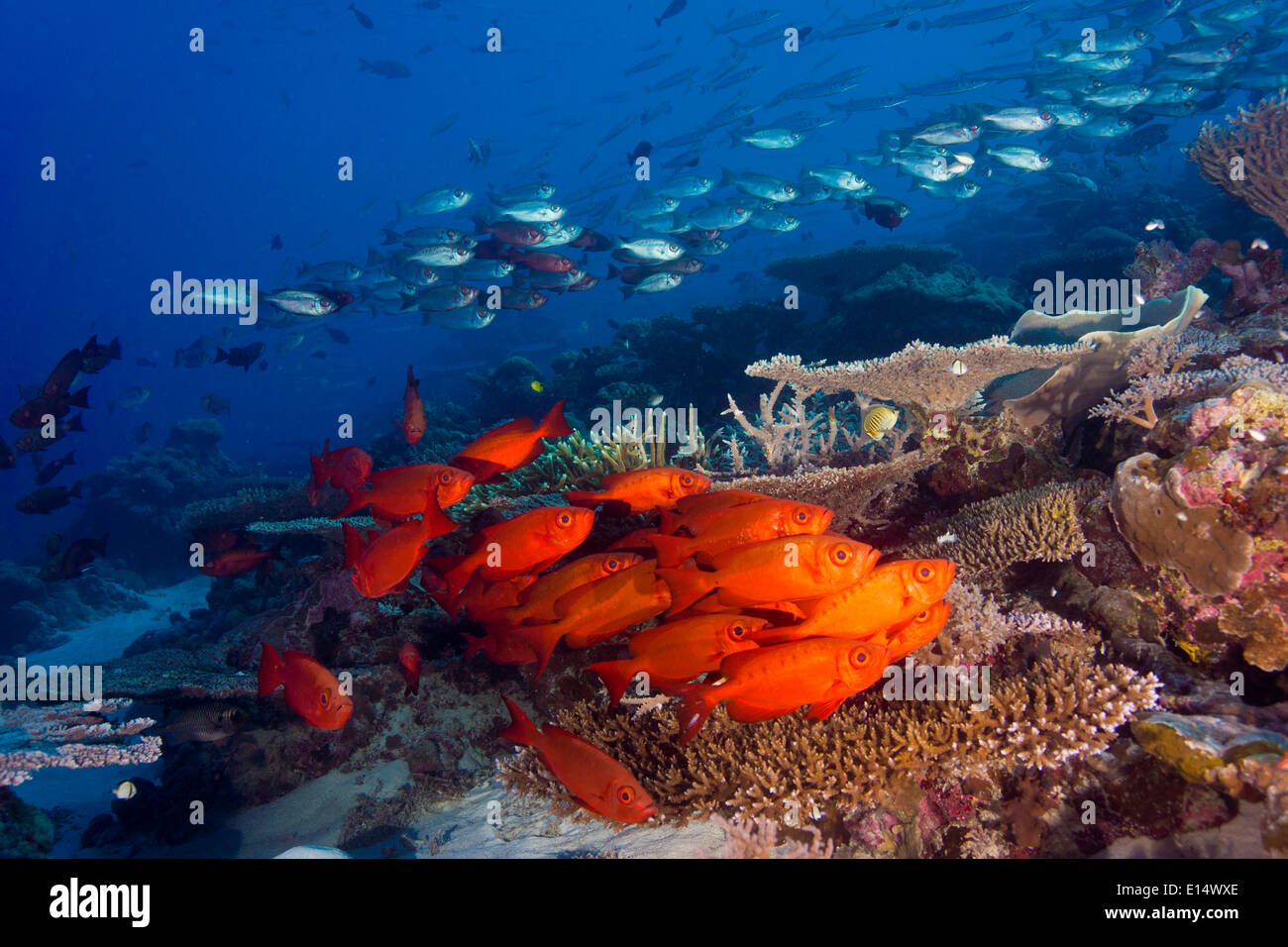 School of Lunar-tailed Bigeye or Moontail Bullseye (Priacanthus hamrur ...