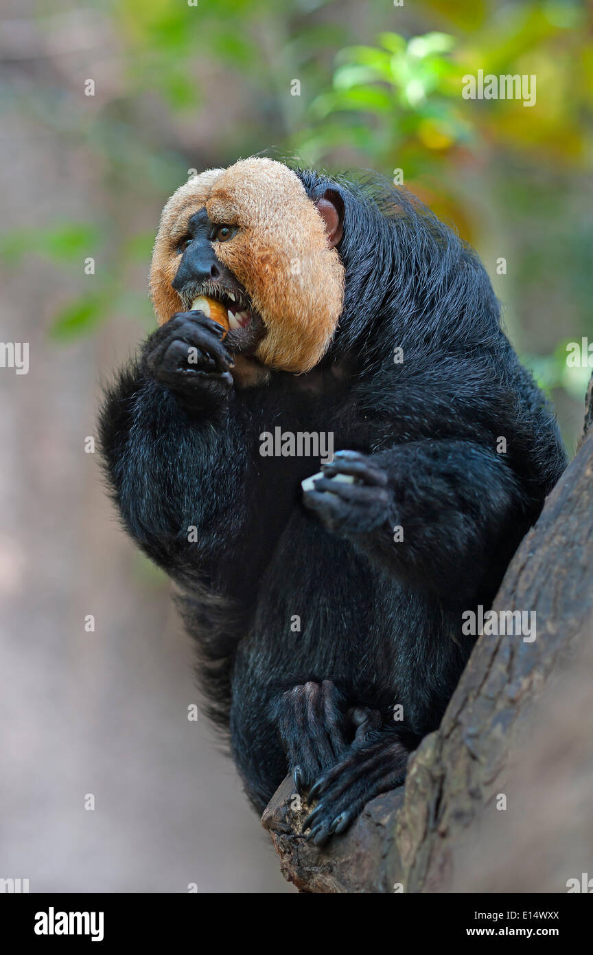 White faced sakis hi-res stock photography and images - Alamy