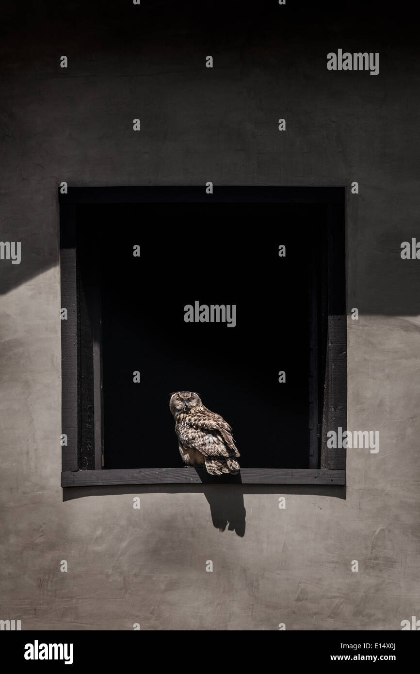 Great Horned Owl on Window Sill Stock Photo - Alamy