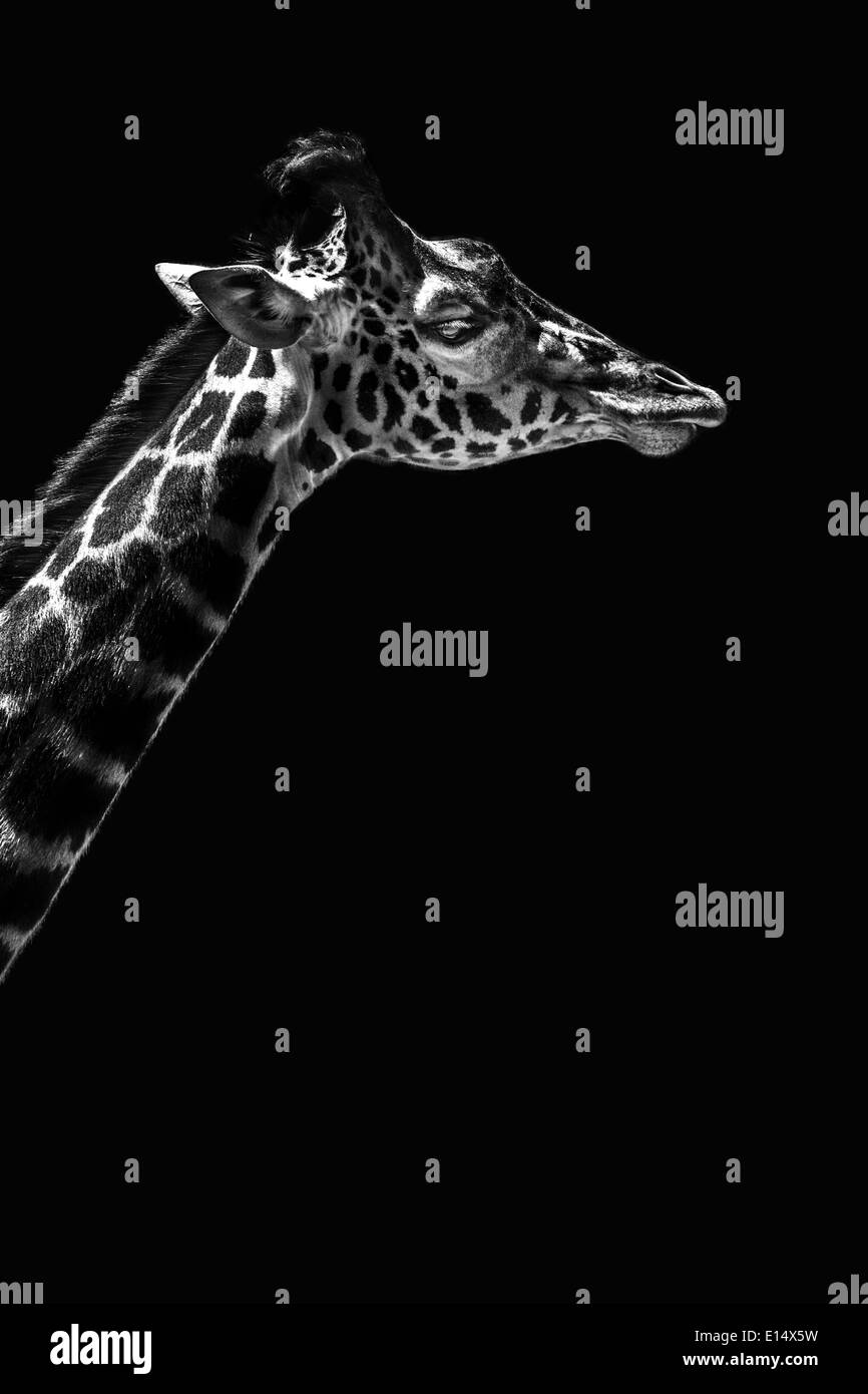 Close up giraffe against Black and White Stock Photos & Images - Alamy