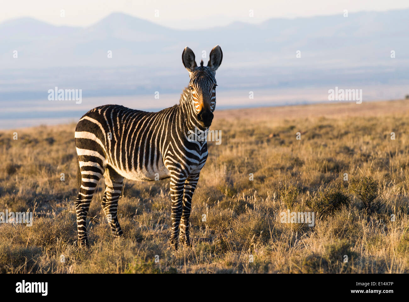 Cape Mountain Zebra (Equus zebra zebra), Mountain Zebra National Park ...