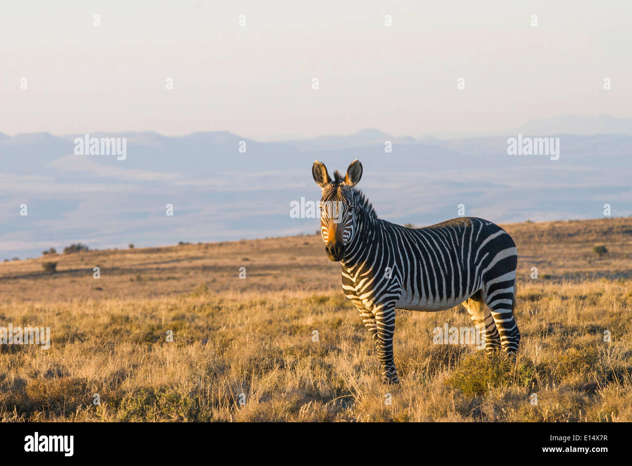 Cape Mountain Zebra (Equus zebra zebra), Mountain Zebra National Park ...