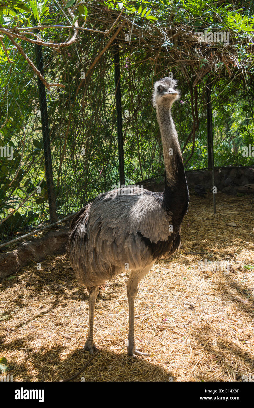 Greater Rhea (Rhea americana), captive Stock Photo - Alamy