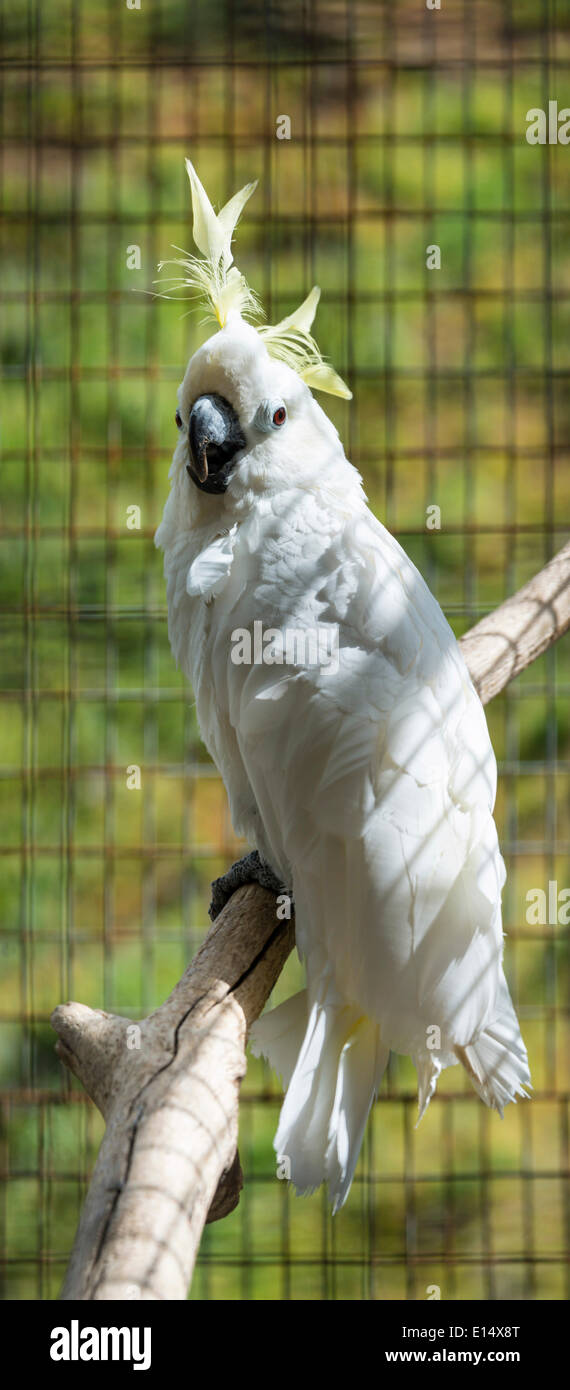 Sulphur-crested Cockatoo (Cacatua galerita), in a cage, captive Stock ...