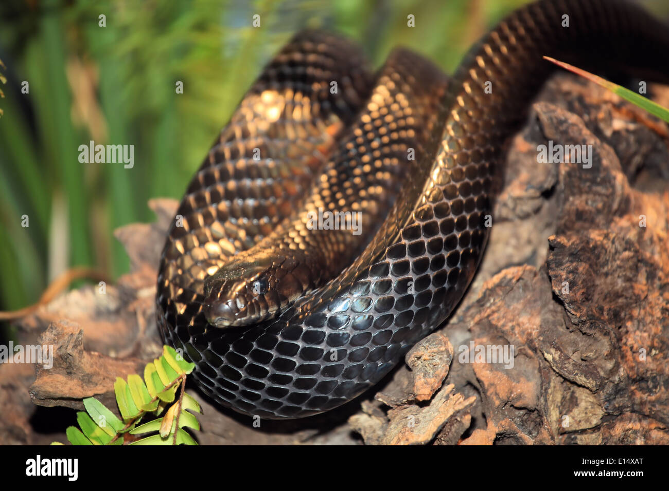 Indigo snake hi-res stock photography and images - Alamy