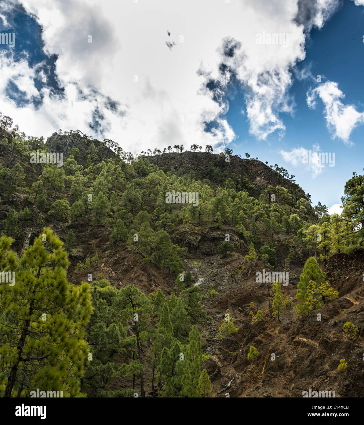 Daylight trees and rocks hi-res stock photography and images - Alamy