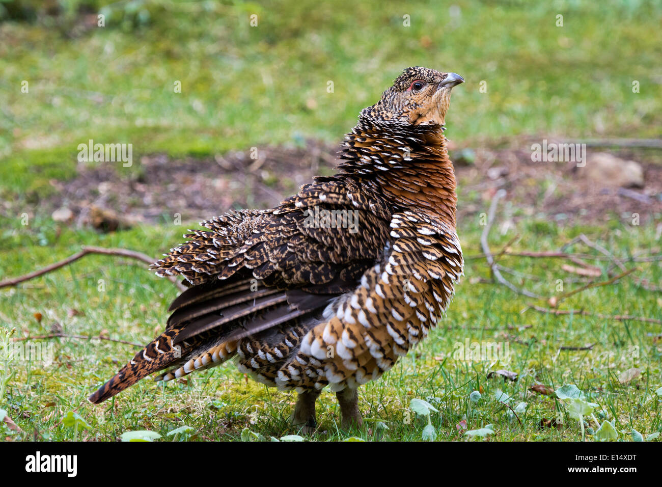 Capercaillie or Western Capercaillie (Tetrao urogallus), female ...