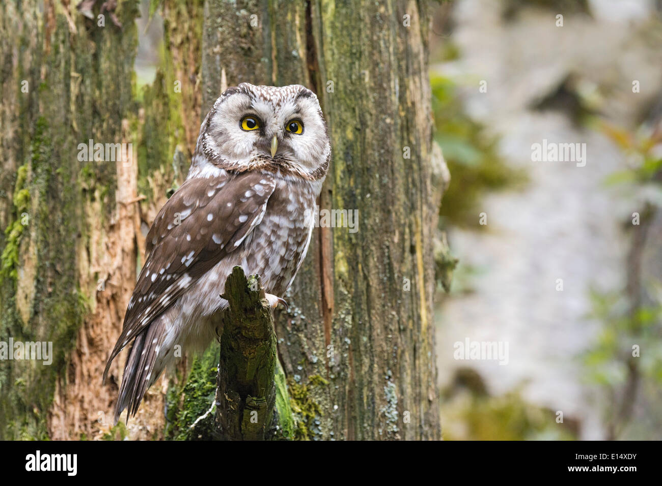 Tengmalm's Owl or Boreal Owl (Aegolius funereus), captive, animal ...