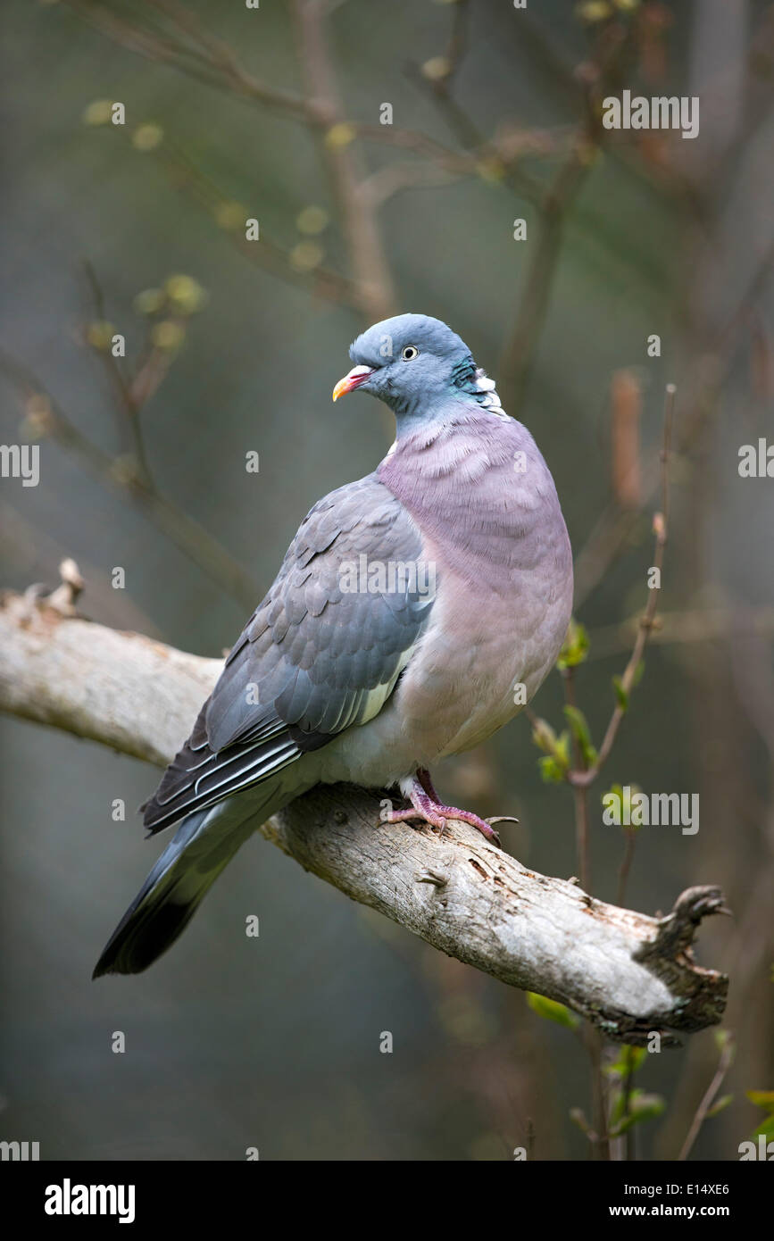 Palumbus hi-res stock photography and images - Alamy