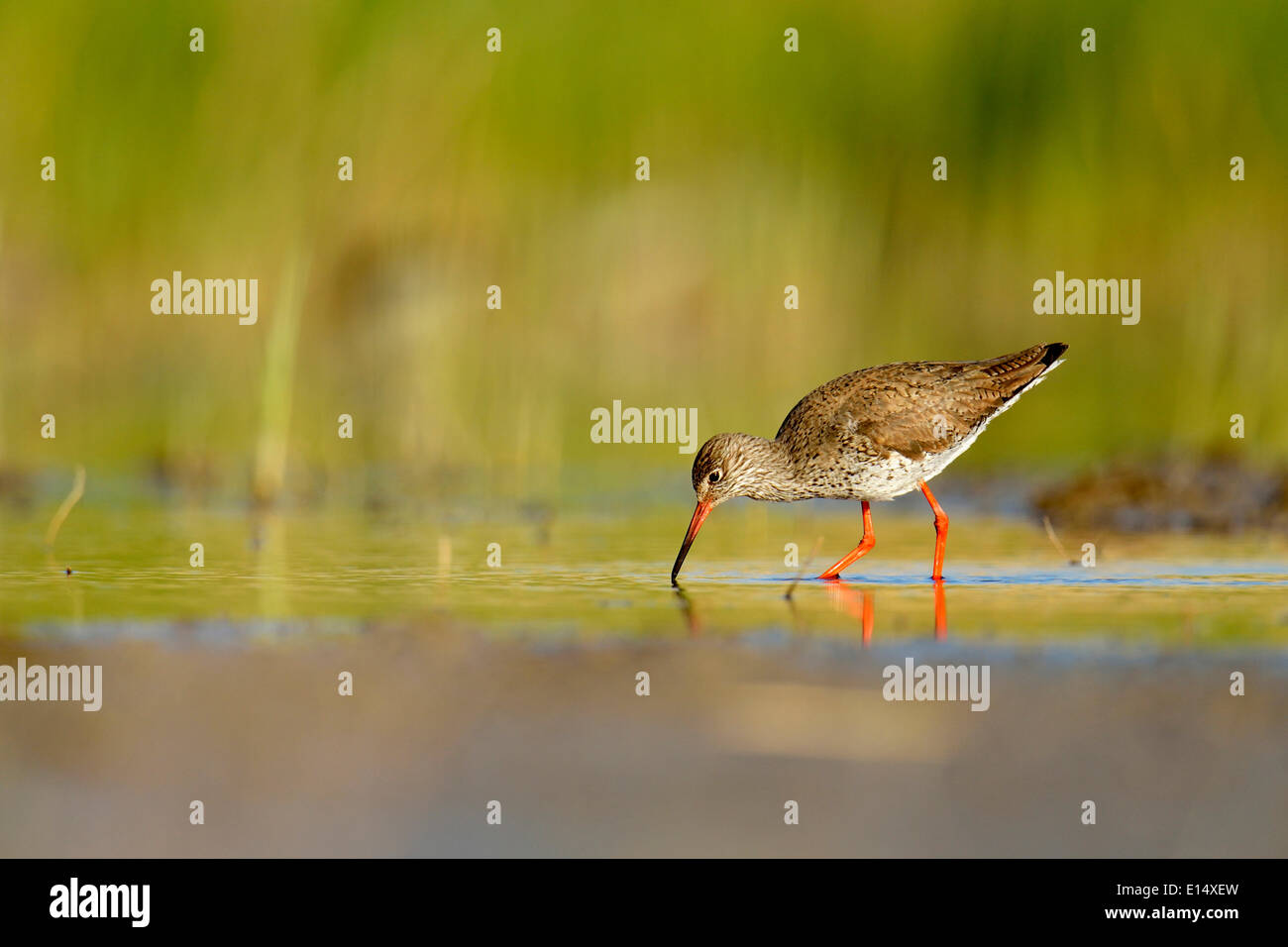 Tringa totanus charadriiformes hi-res stock photography and images - Alamy