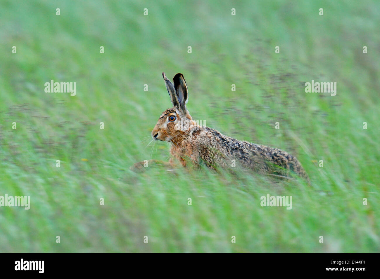 European Hare or Brown Hare (Lepus europaeus) jumps in tall grass ...