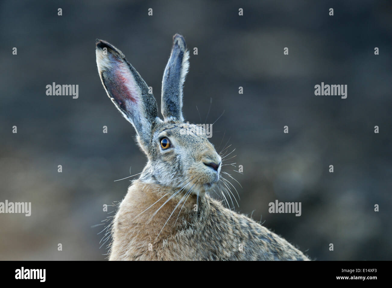 Hare portrait hi-res stock photography and images - Alamy