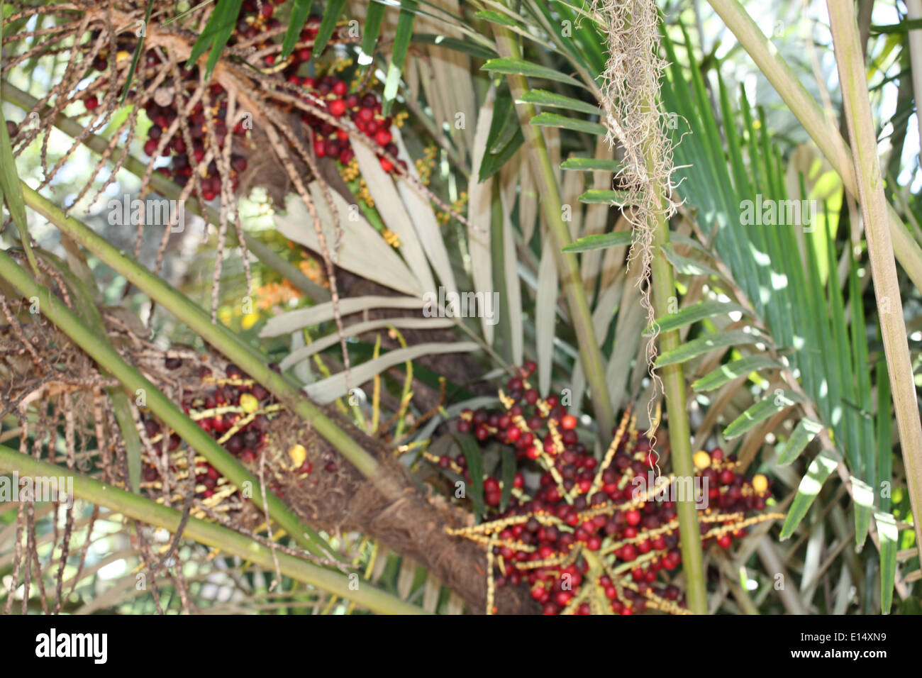 PALM TREE AND SEED POD Stock Photo - Alamy