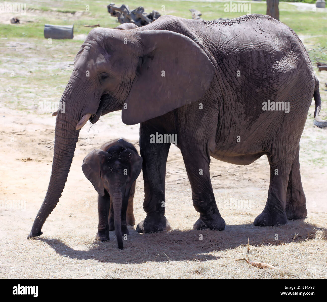 ELEPHANT AND CALF Stock Photo - Alamy