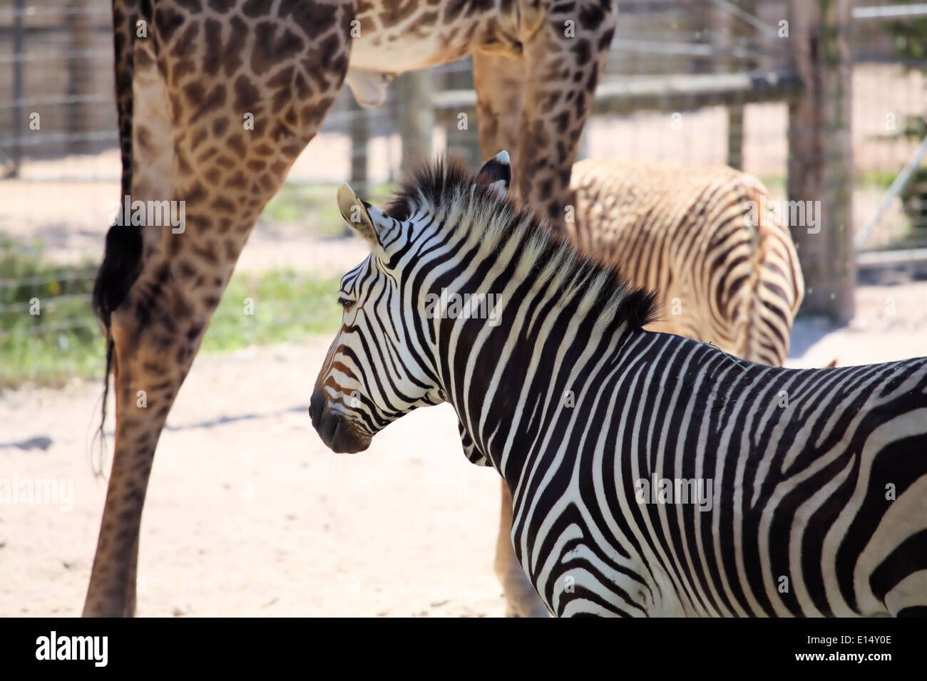 Zebra giraffe hi-res stock photography and images - Alamy
