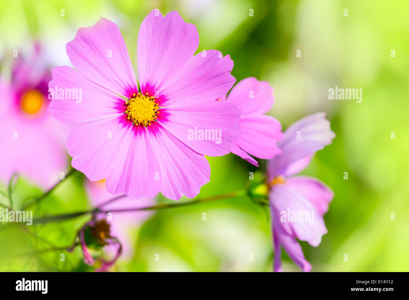 Beautiful cosmos flowers in garden hi-res stock photography and images ...