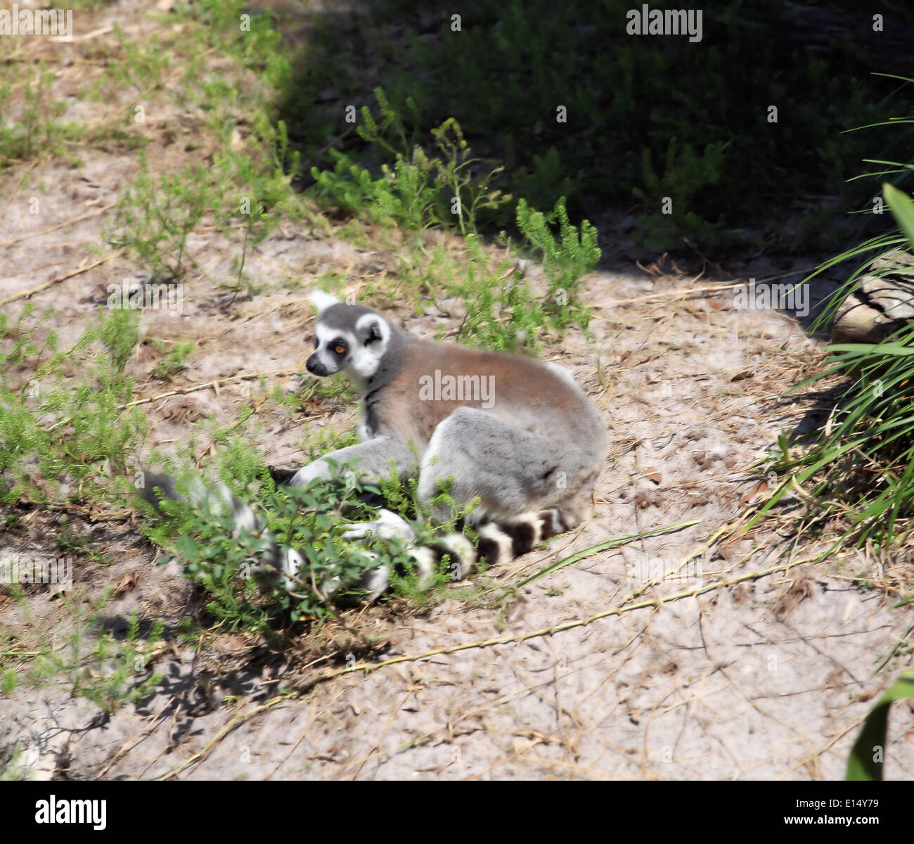 LEMUR RINGTAIL MONKEY Stock Photo - Alamy