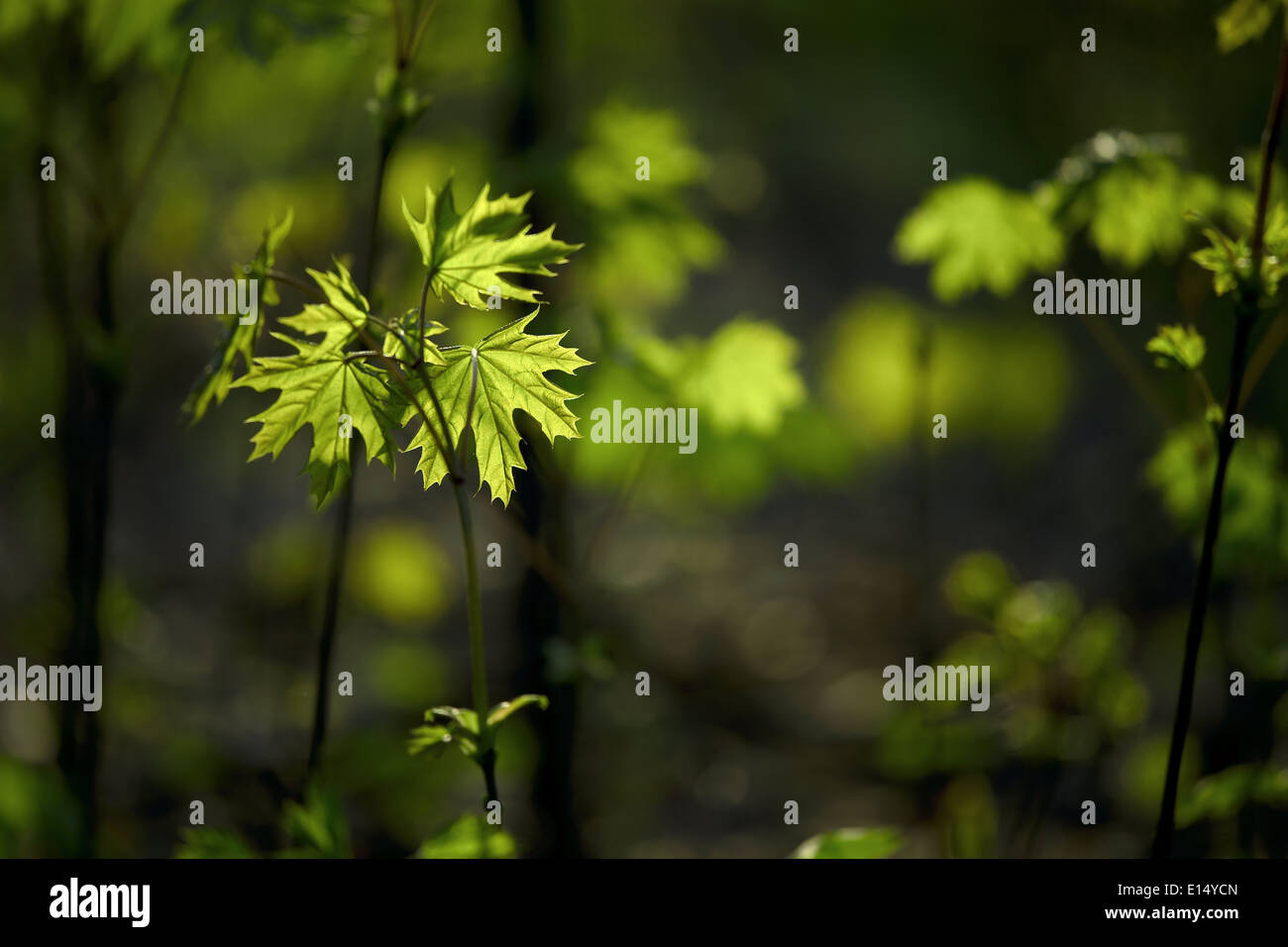 Leaves with nature plants hi-res stock photography and images - Alamy
