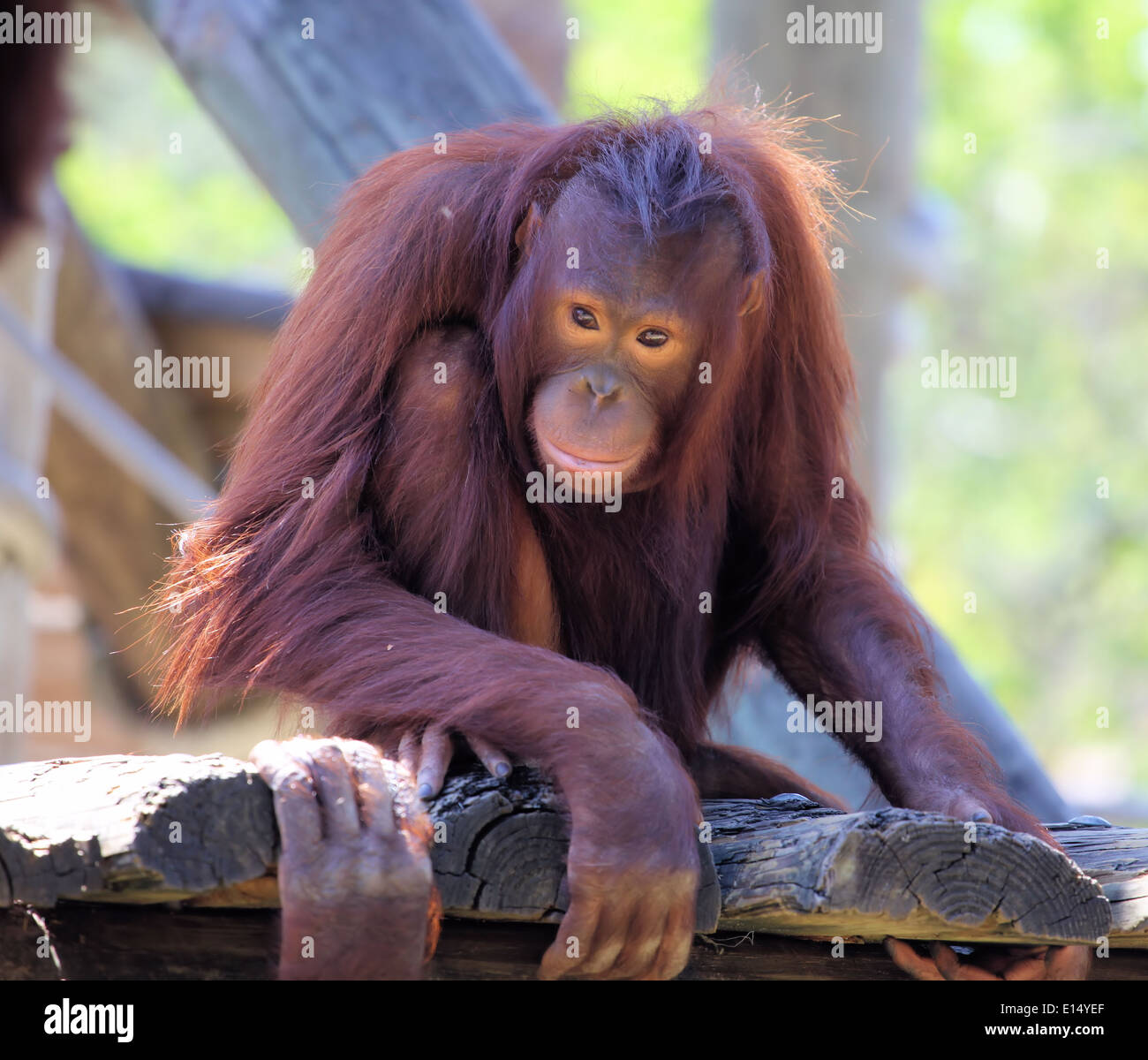 Red orangutan hi-res stock photography and images - Alamy