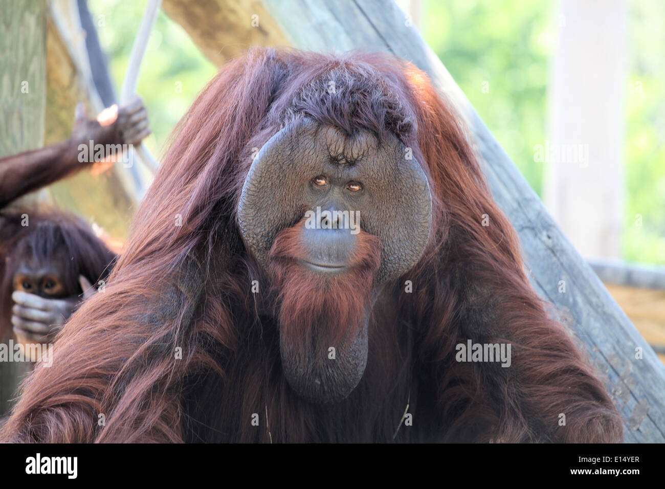Red ape orangutan hi-res stock photography and images - Alamy