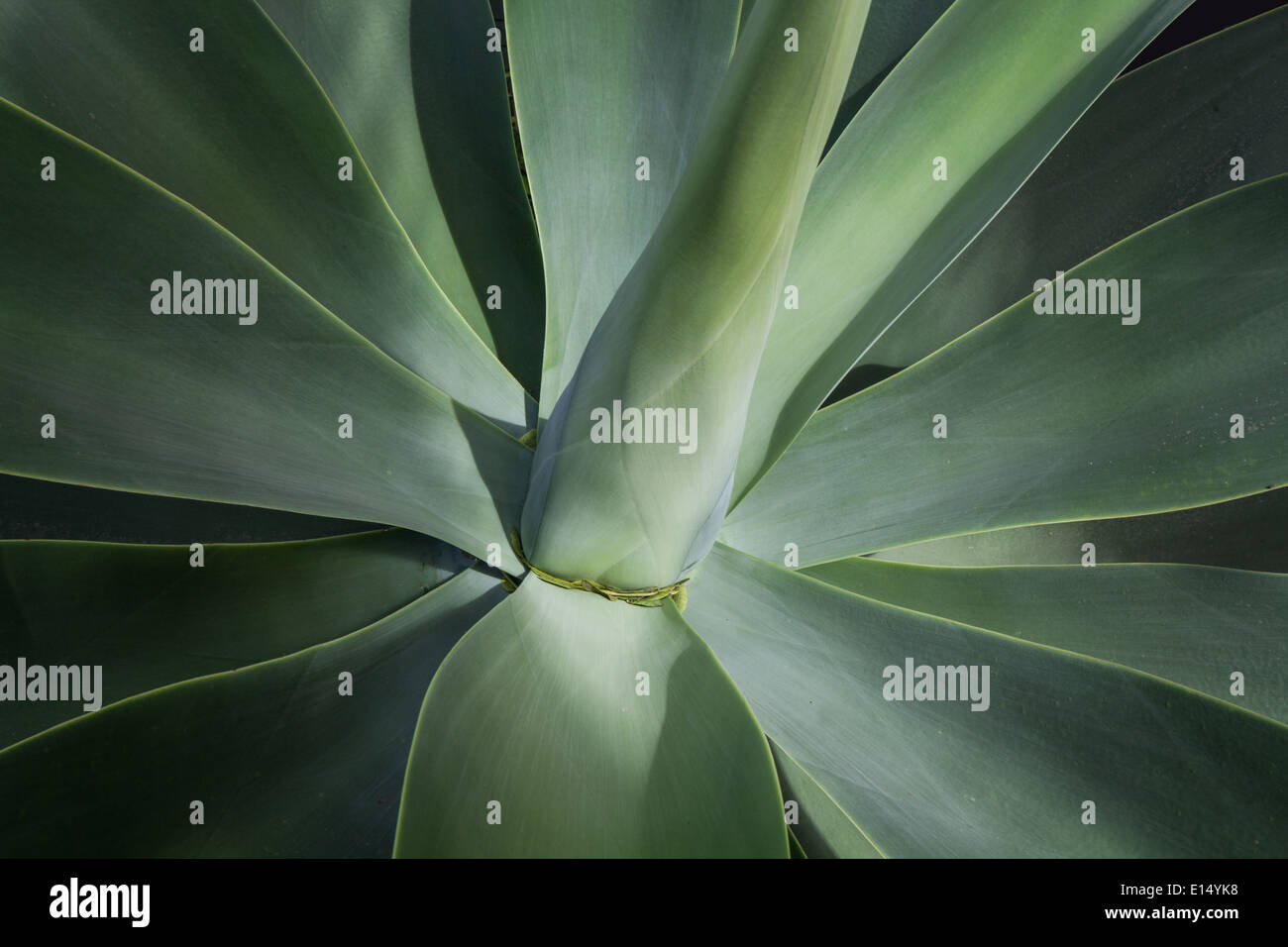 Agave succulent plant Stock Photo - Alamy