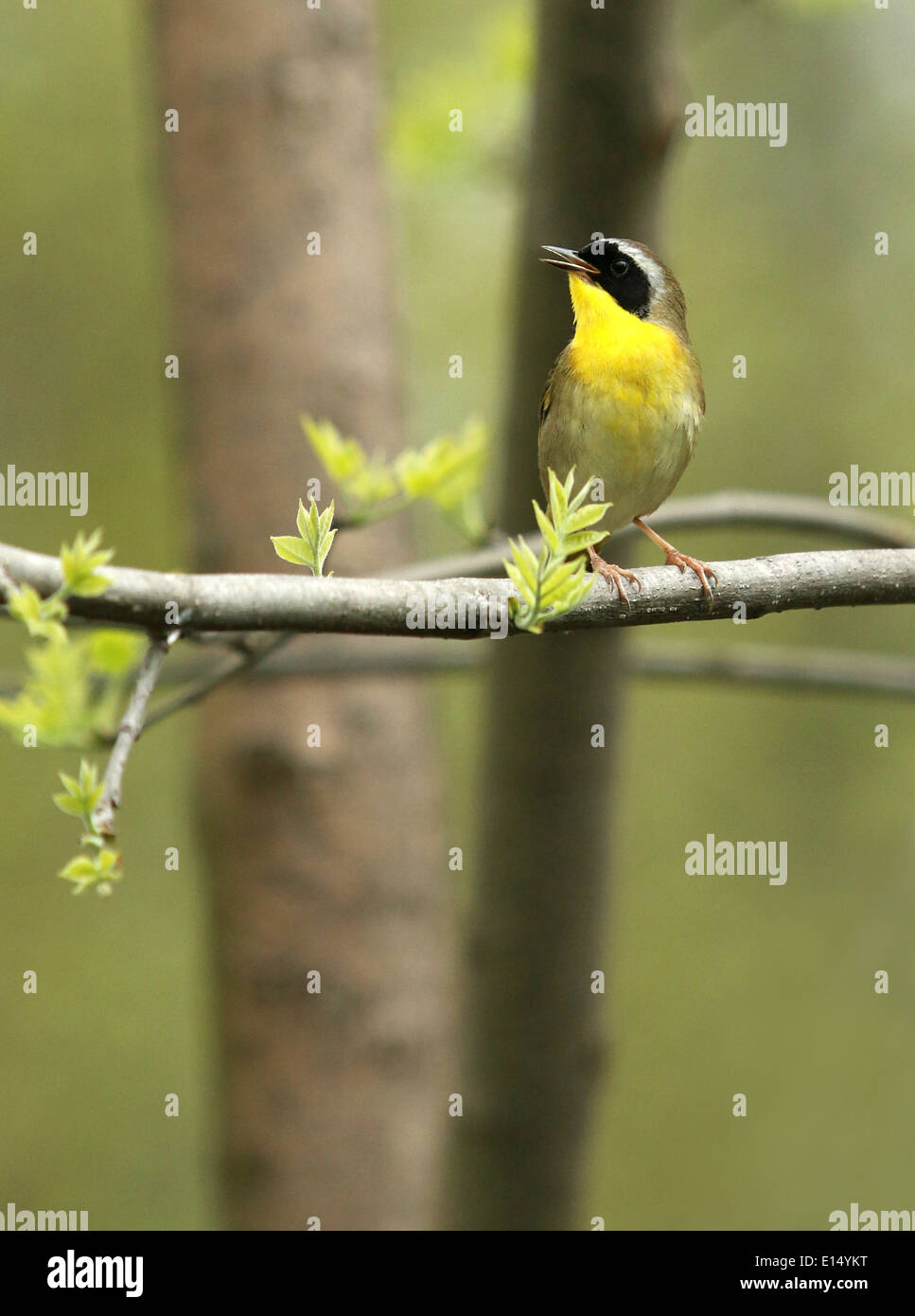 A Common Yellowthroat warbler calls from a tree branch with spring ...