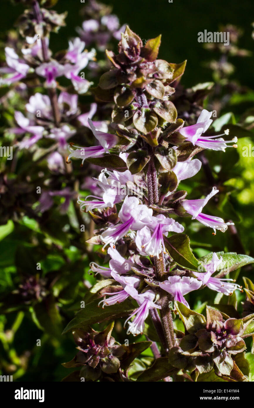 Image of ocimum basilicum flowers hi-res stock photography and images ...