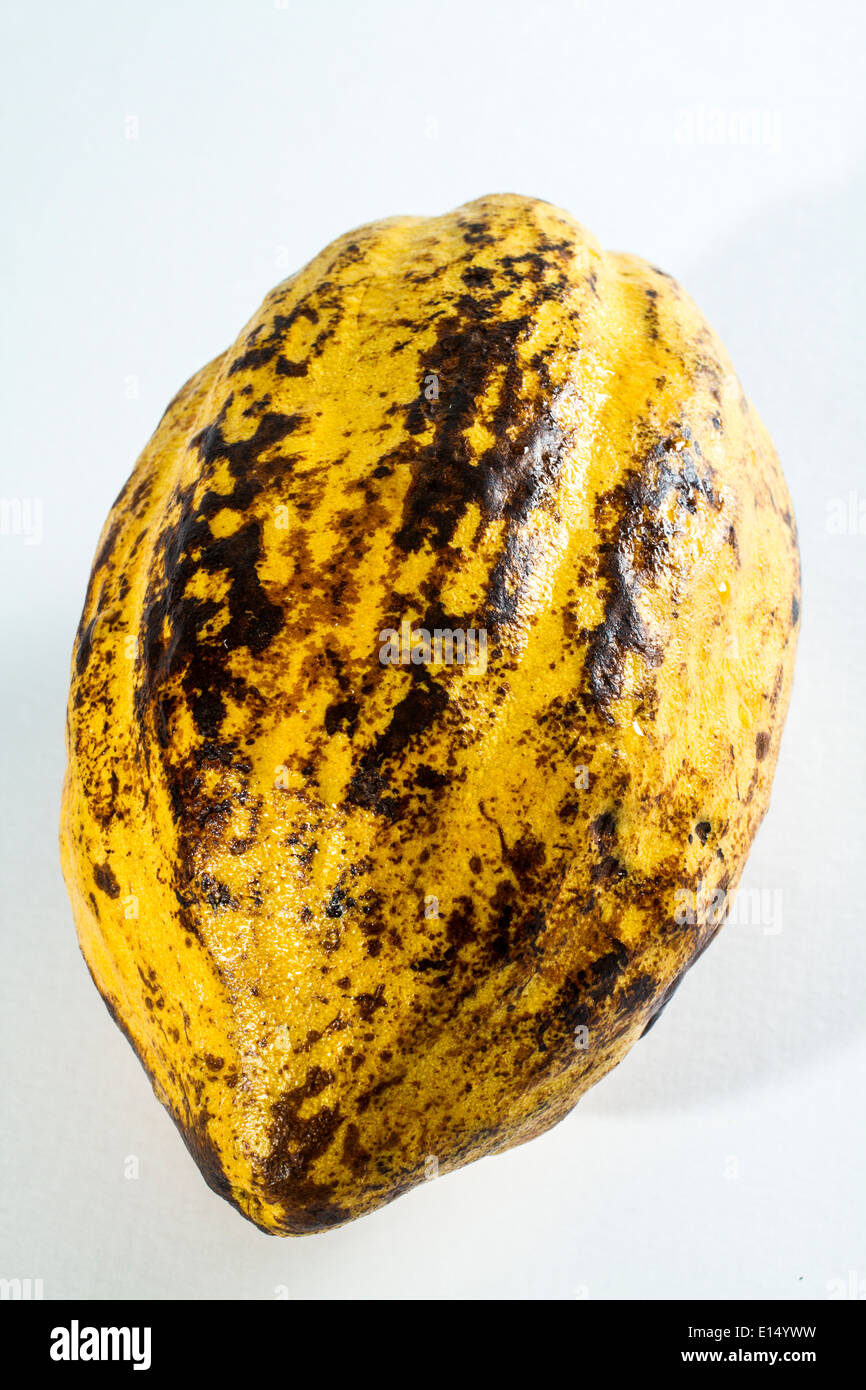 Cocoa fruit (Theobroma cacao). Ilheus, Bahia, Brazil Stock Photo - Alamy