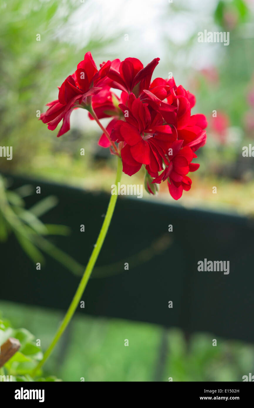 Red Geranium flower Stock Photo - Alamy