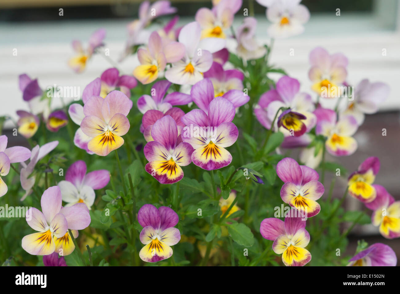 three color pansies on a Balcony Stock Photo - Alamy