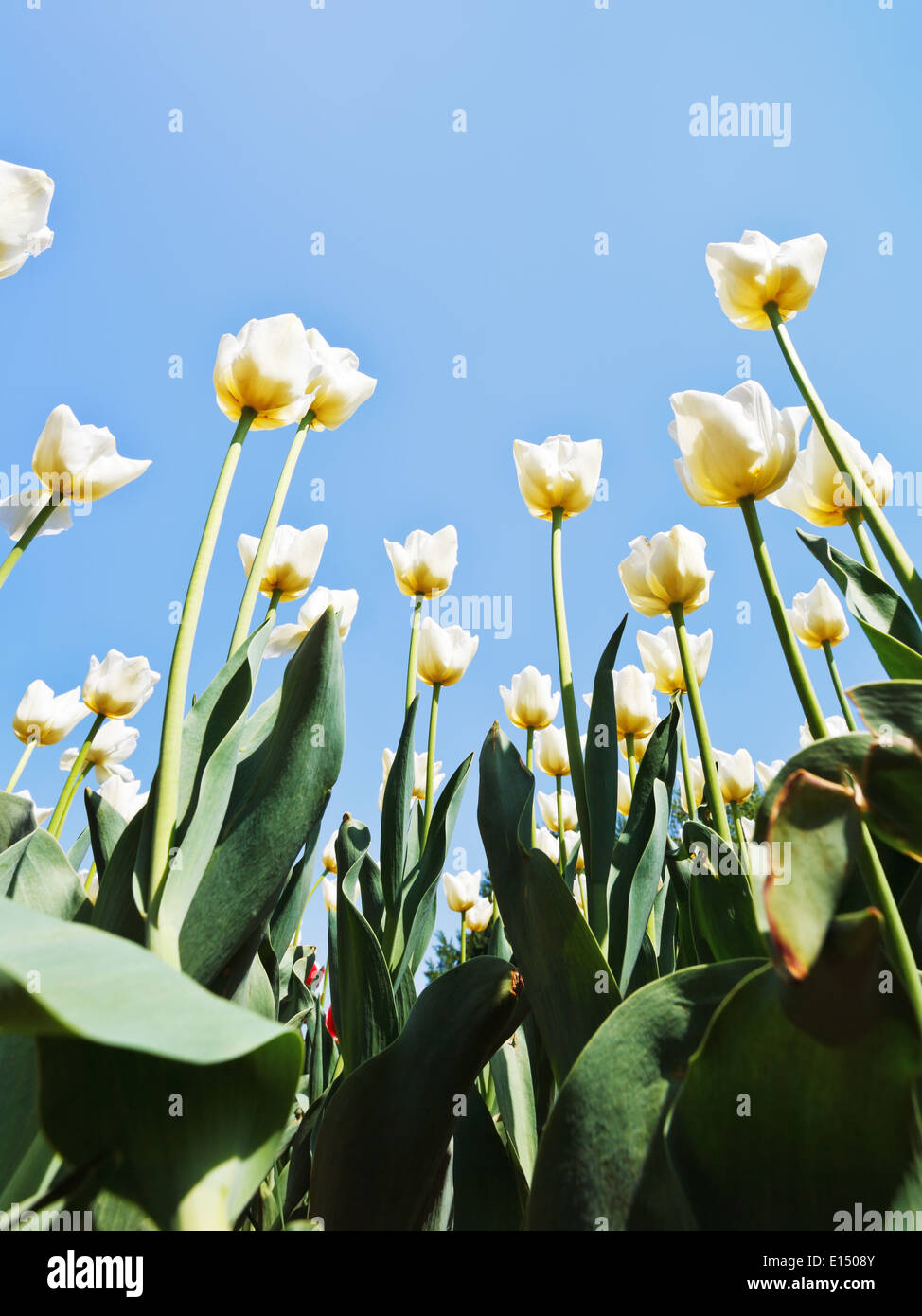 Bottom up view white flower hi-res stock photography and images - Alamy