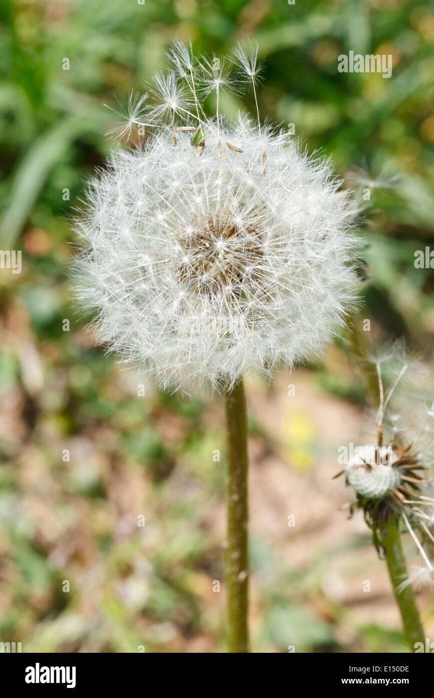 Seed parachutes hi-res stock photography and images - Alamy
