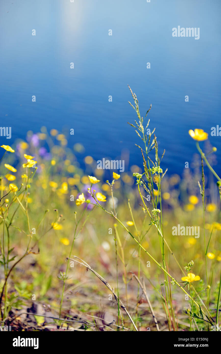 Sweden, Leksand, Buttercup growing at Lake Siljan Stock Photo - Alamy