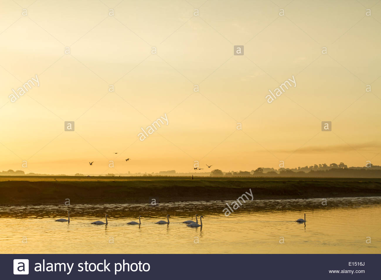 English Countryside Birds High Resolution Stock Photography and Images ...
