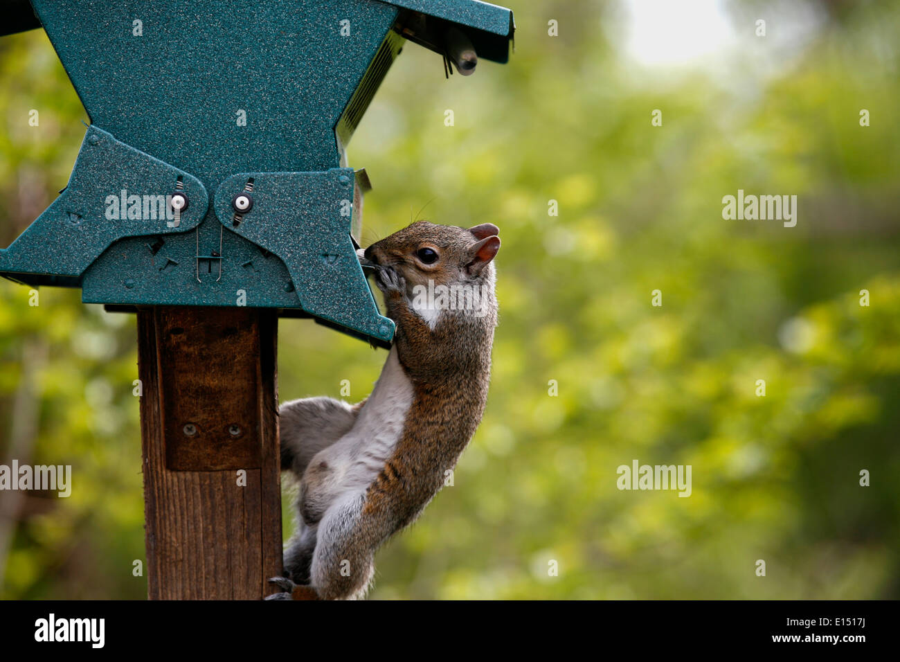 Squirrel stealing food from a bird feeder Stock Photo - Alamy