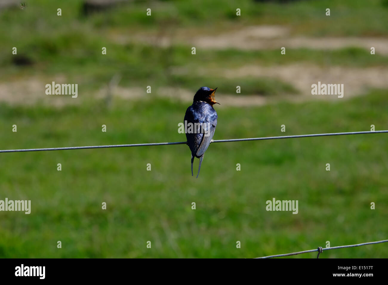 "Feed me!" Baby Swallow Stock Photo - Alamy