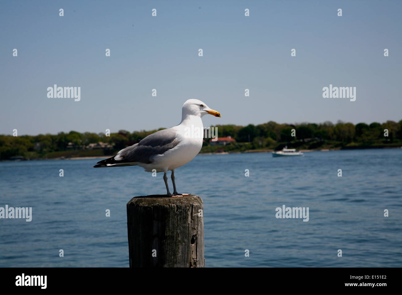 The great black-backed gull is the largest member of the gull family ...