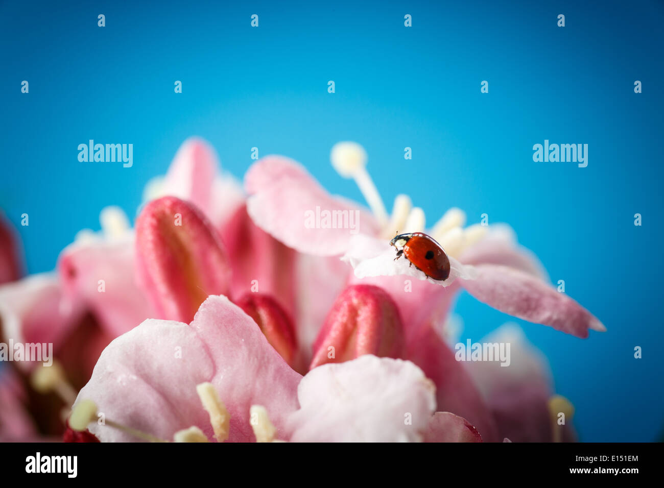 Ladybug pink hi-res stock photography and images - Alamy